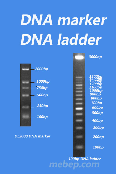 DNA Ladder& Marker--looking For Distributor Supply OEM & Bulk By MEBEP TECH (HK)Co, Ltd, Hong Kong